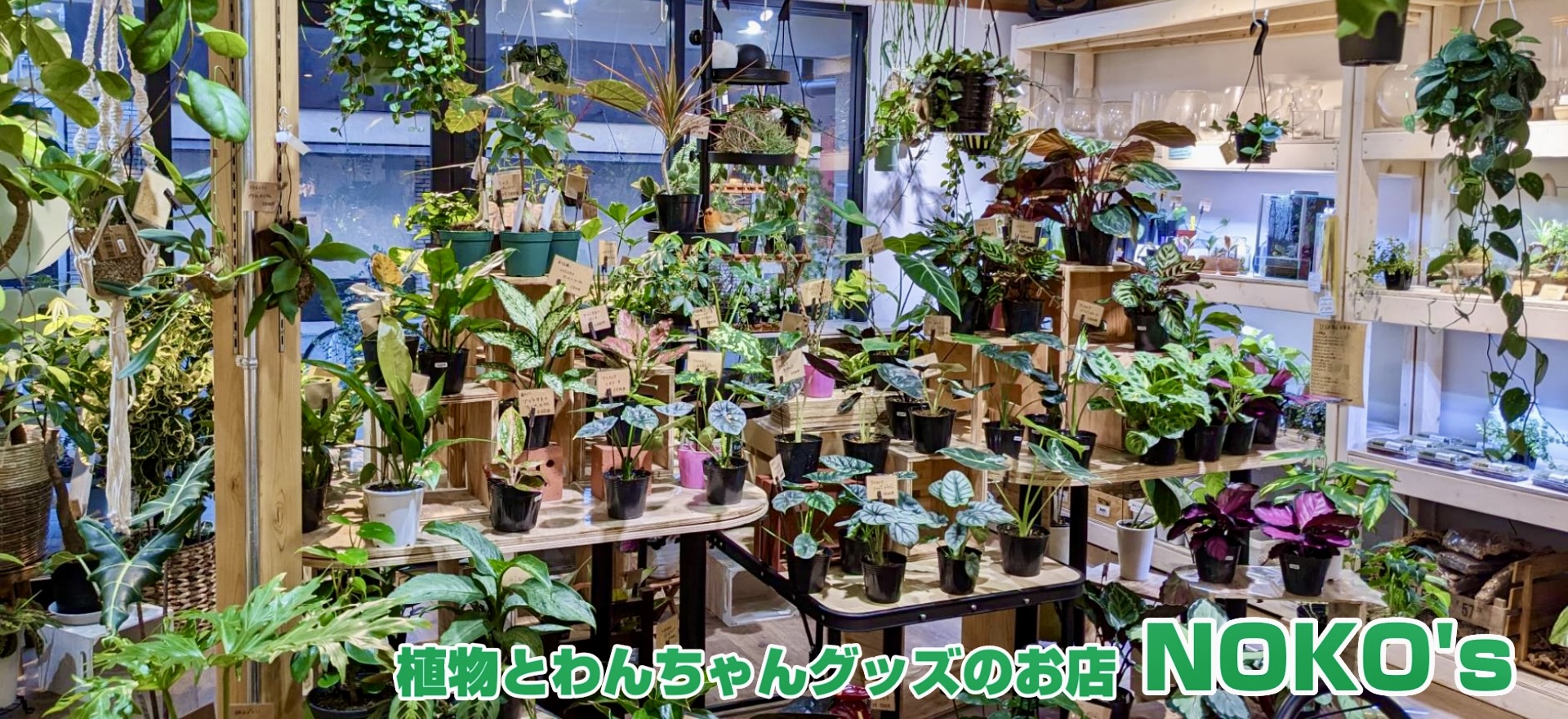 ONLINE STORE | NOKO's