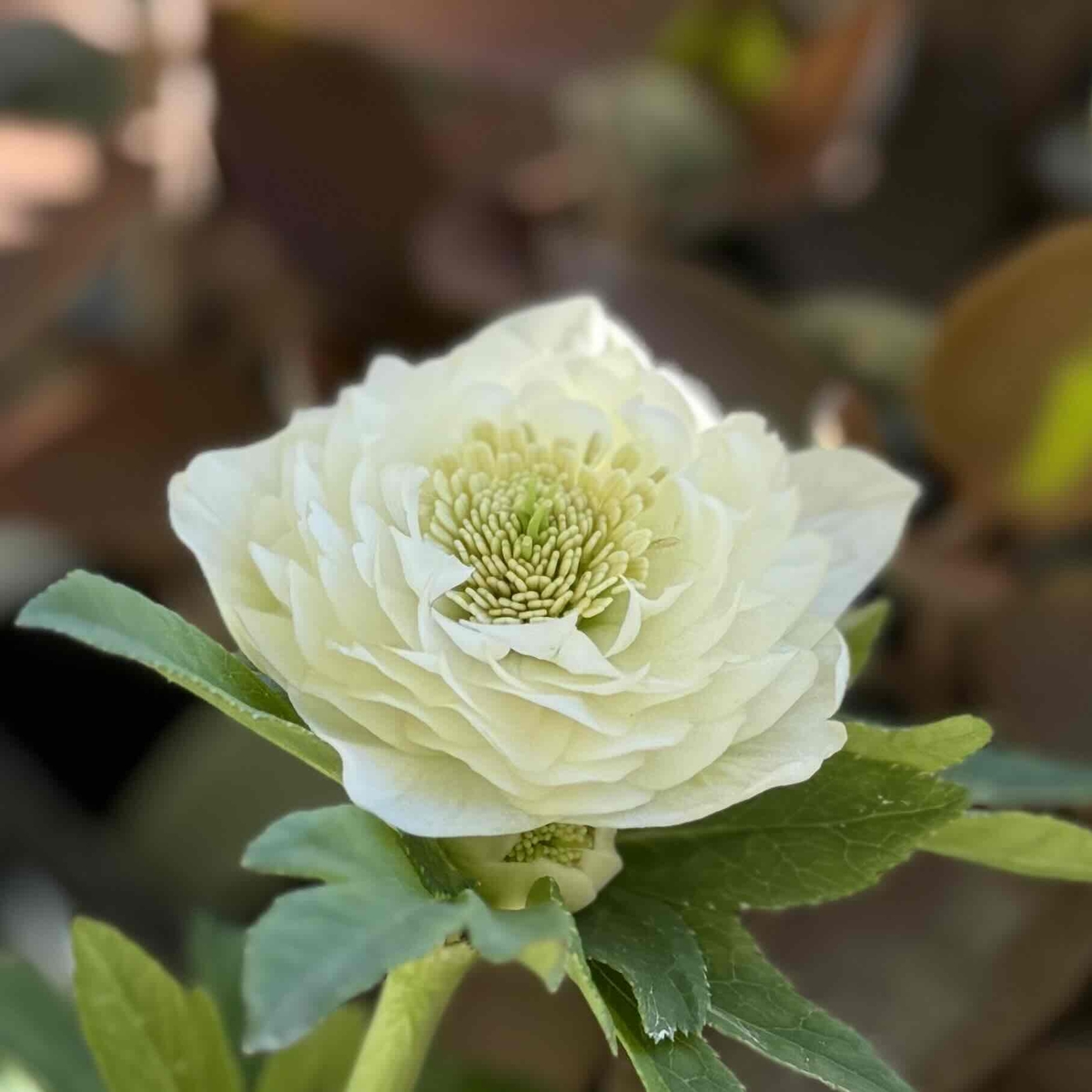 公認）ホワイトアフロディーテ 巻弁カール系【ka127】 | グリーンホビー