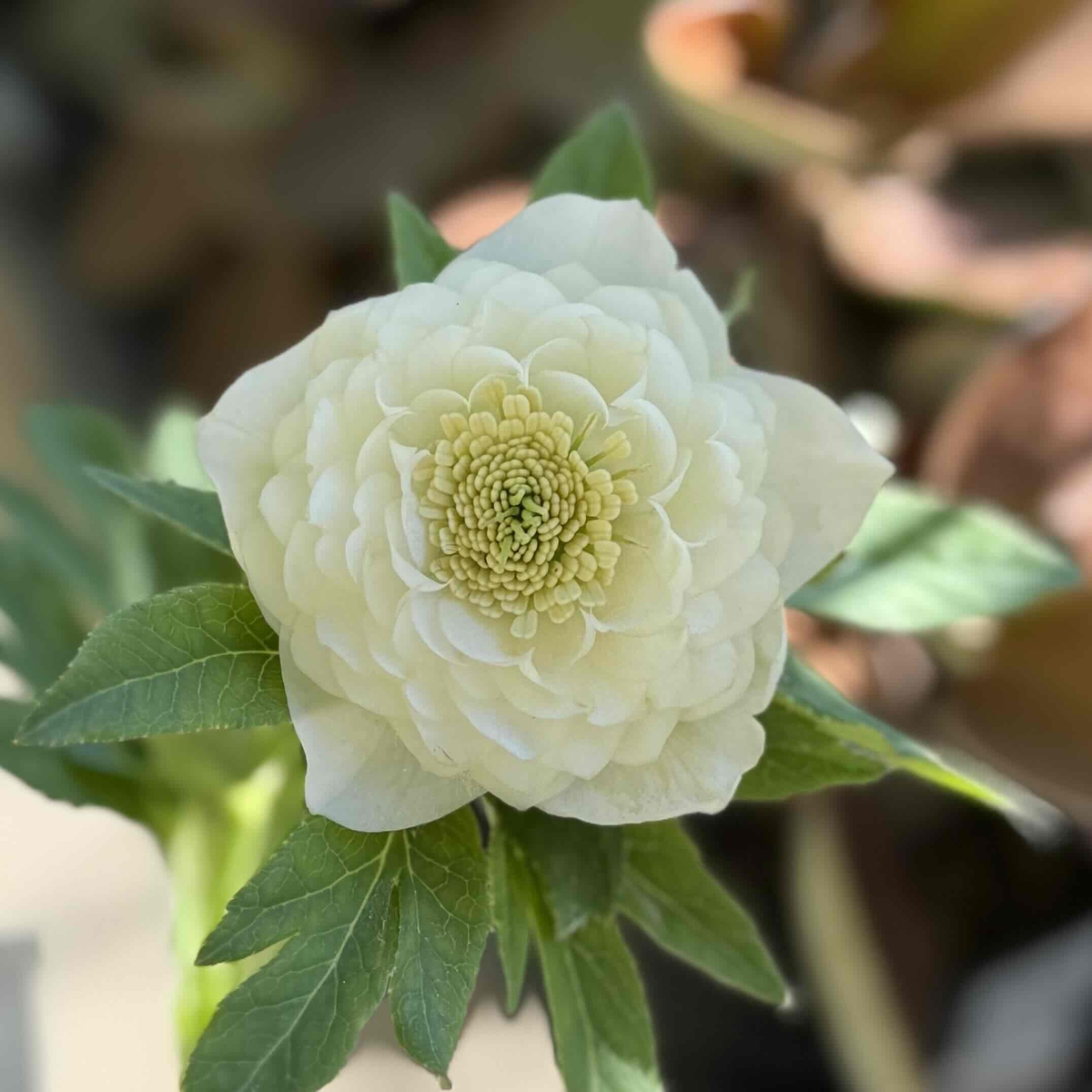 公認）ホワイトアフロディーテ 巻弁カール系【ka127】 | グリーンホビー