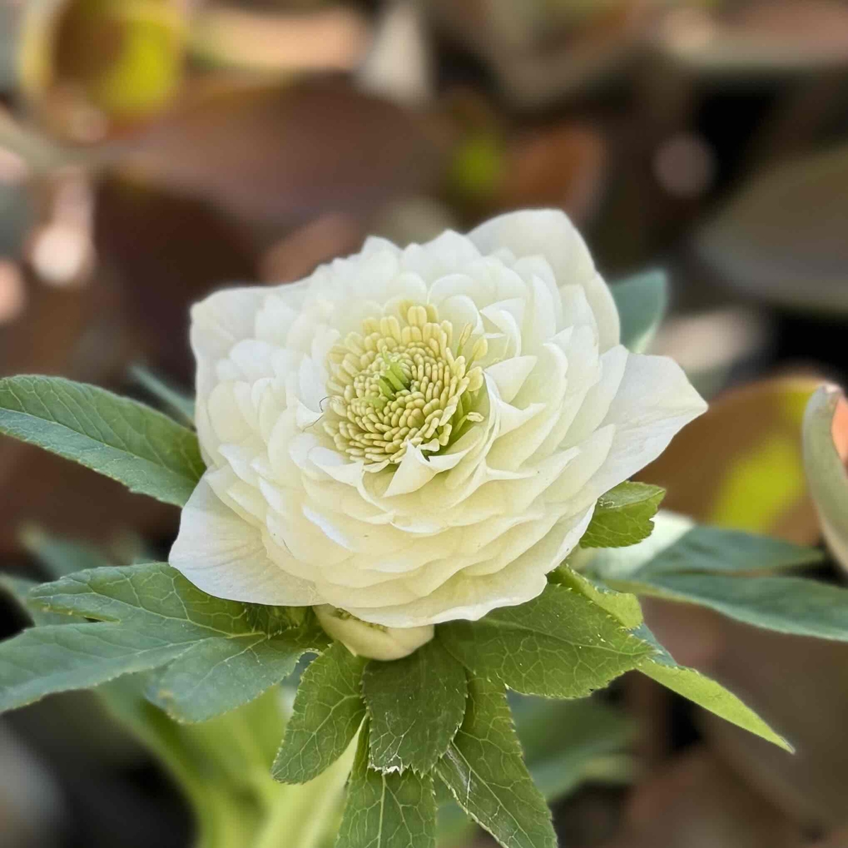 公認）ホワイトアフロディーテ 巻弁カール系【ka127】 | グリーンホビー