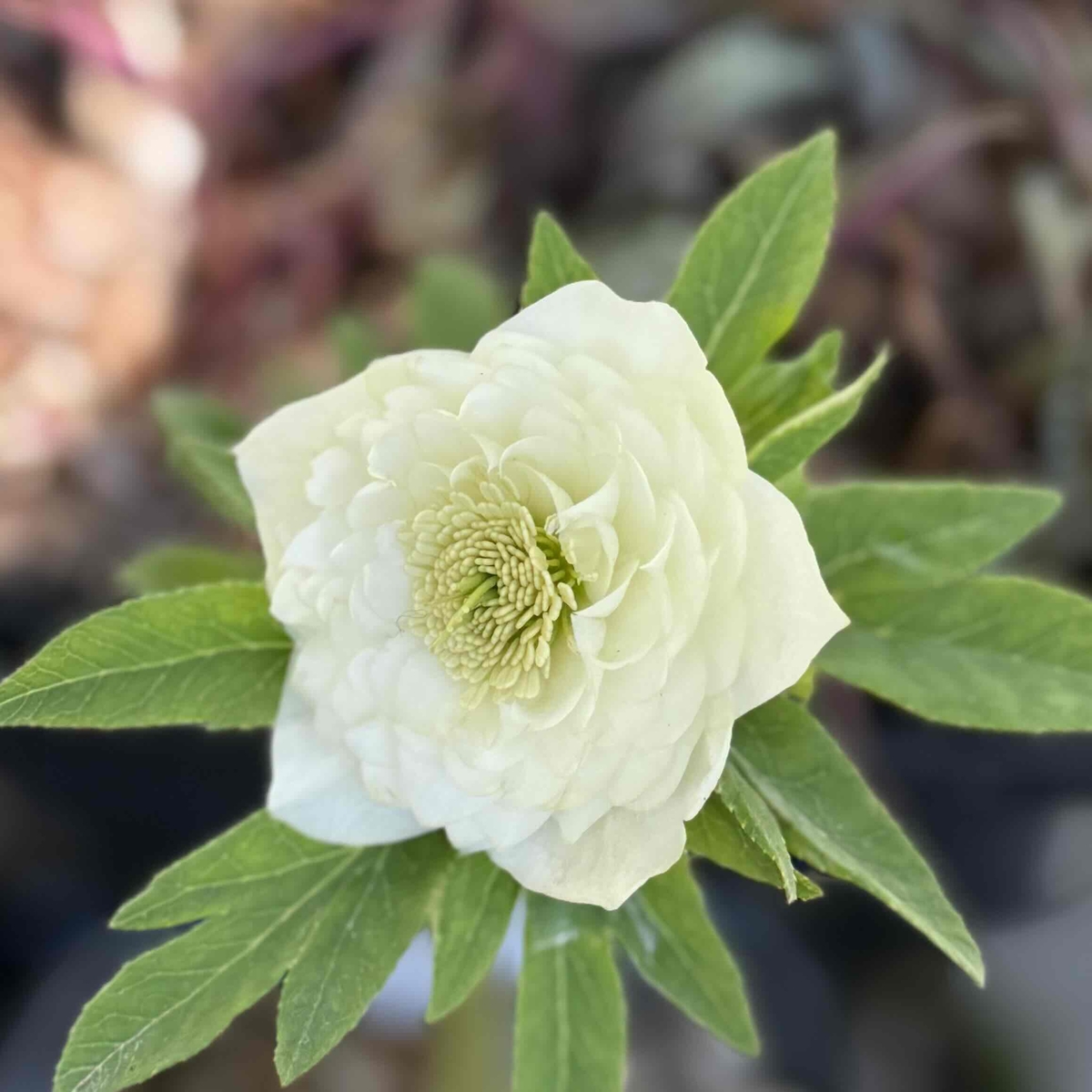 公認）ホワイトアフロディーテ 巻弁カール系【ka127】 | グリーンホビー